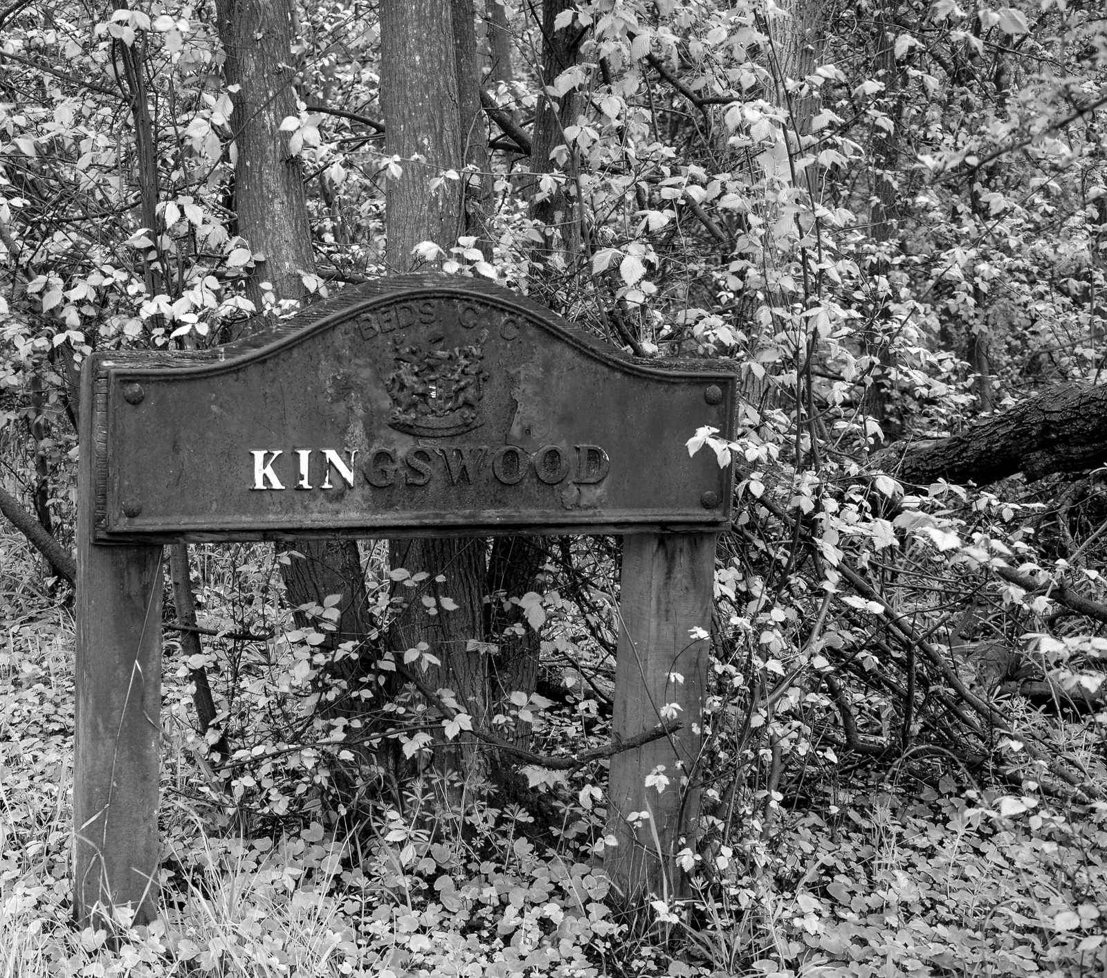 The Kingswood in spring - Maulden Village