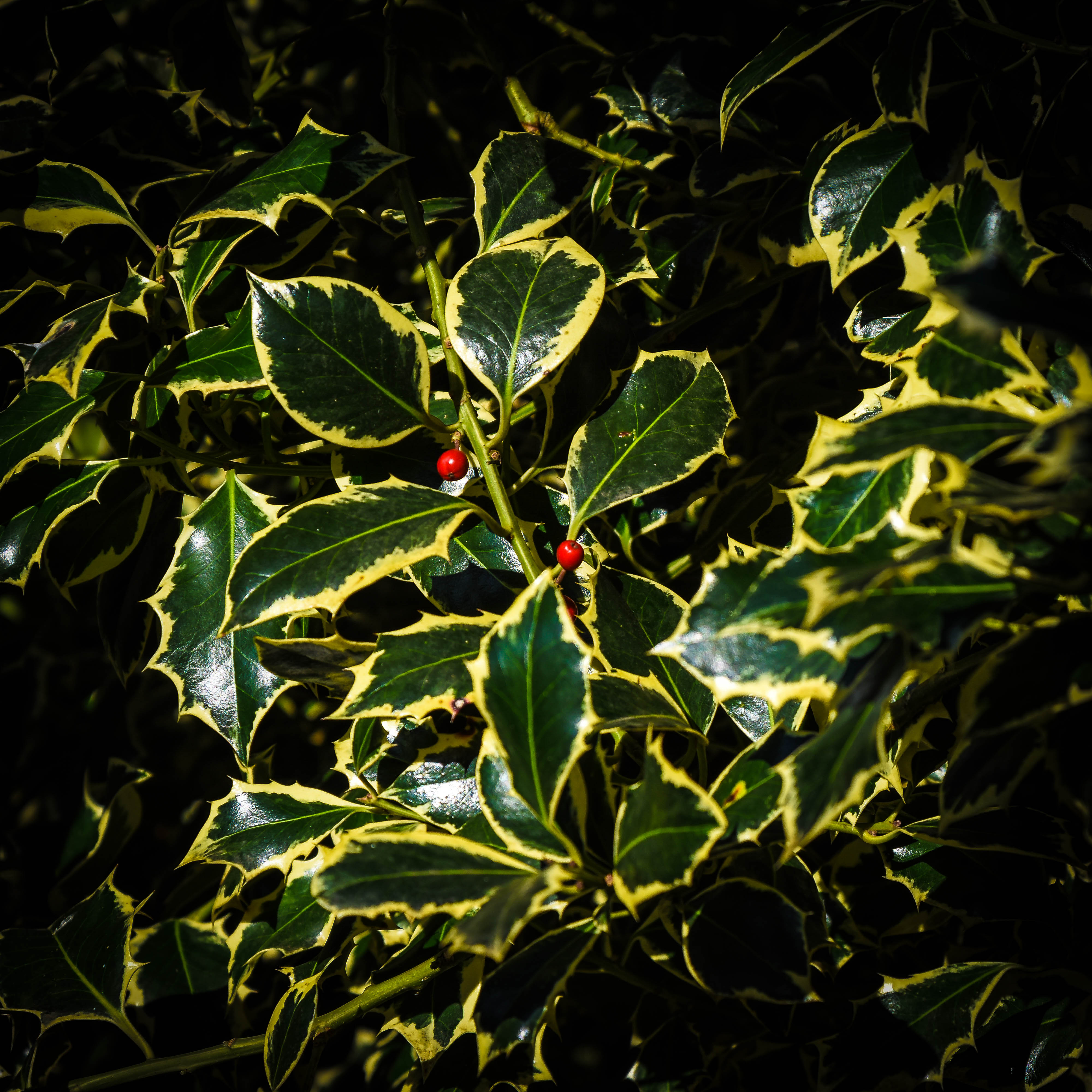 Maulden Autumn - get outside and enjoy - Maulden Village